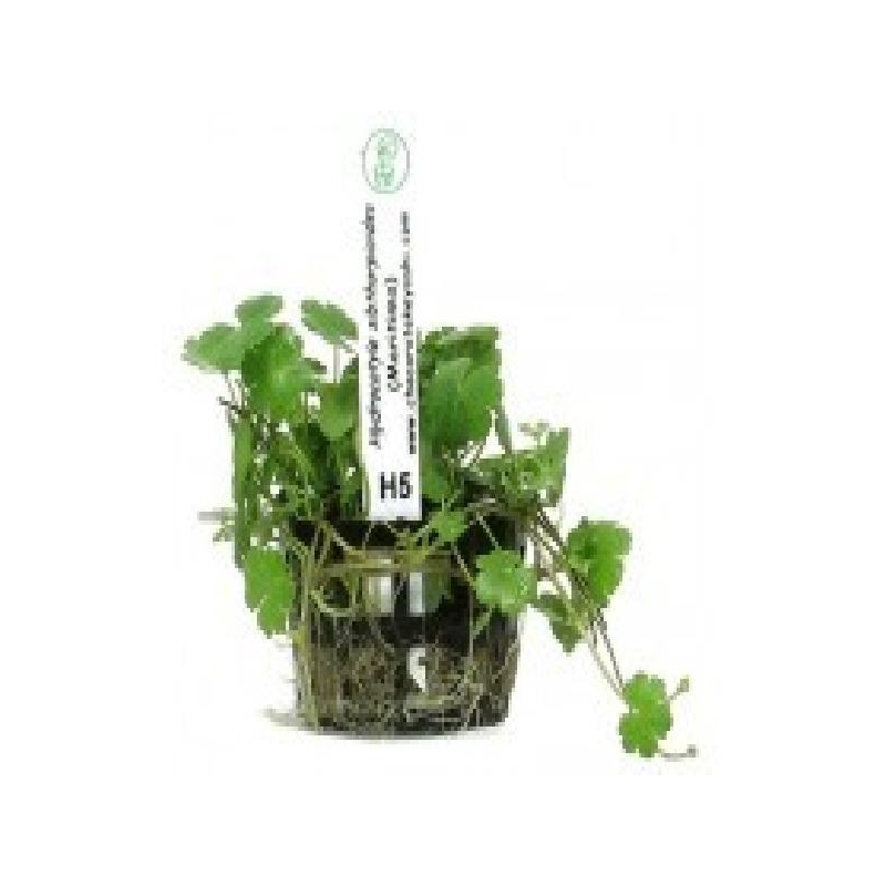 Planta n hydrocotyle maritima tk - Cor unica