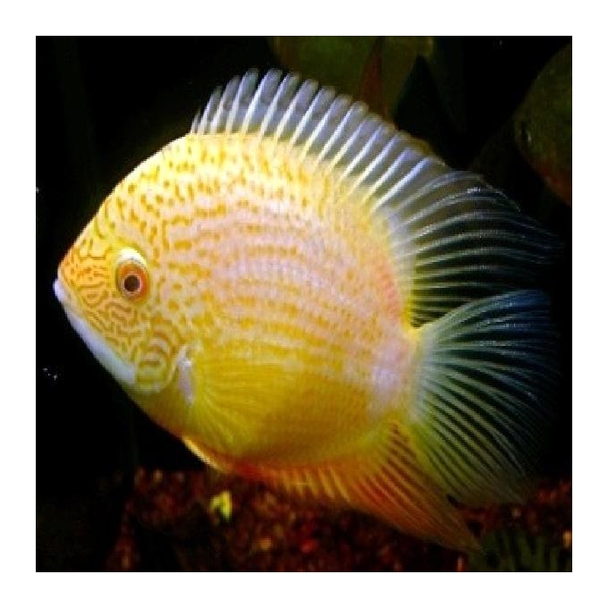 Acará Severum Gold md - 1385