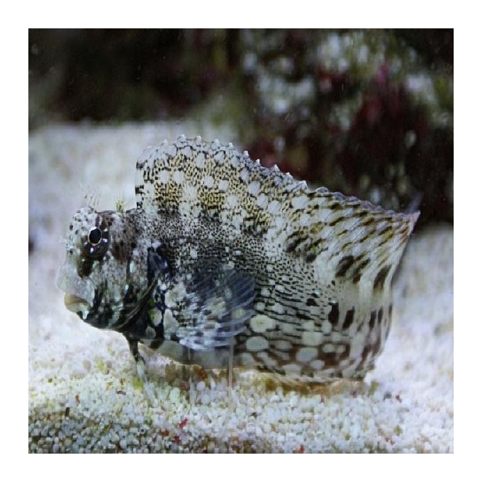 Blenny Rock Algae md - 613