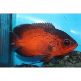 Jumbos - Mobydick | Especialistas em Peixes Ornamentais, Aquários e Lagos.