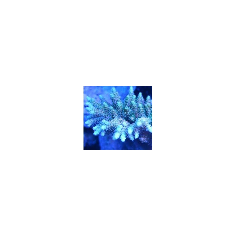 coral acropora milepora blue muda - BVNCXBVCBXM
