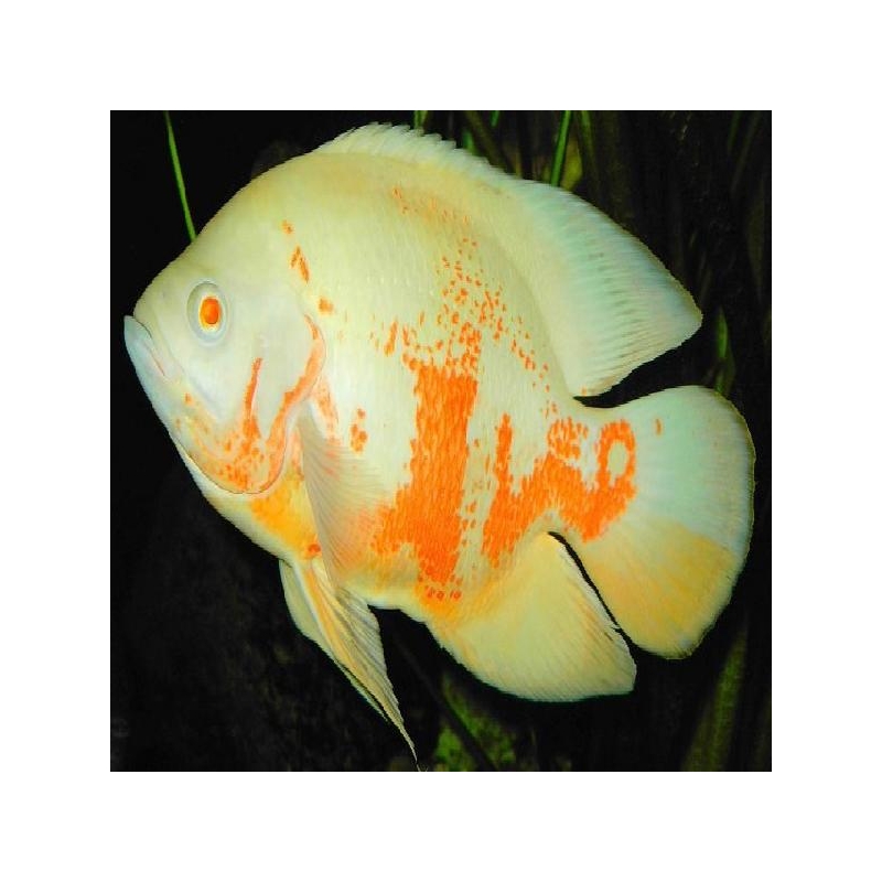 Oscar Albino Tigre PQ - Cor unica